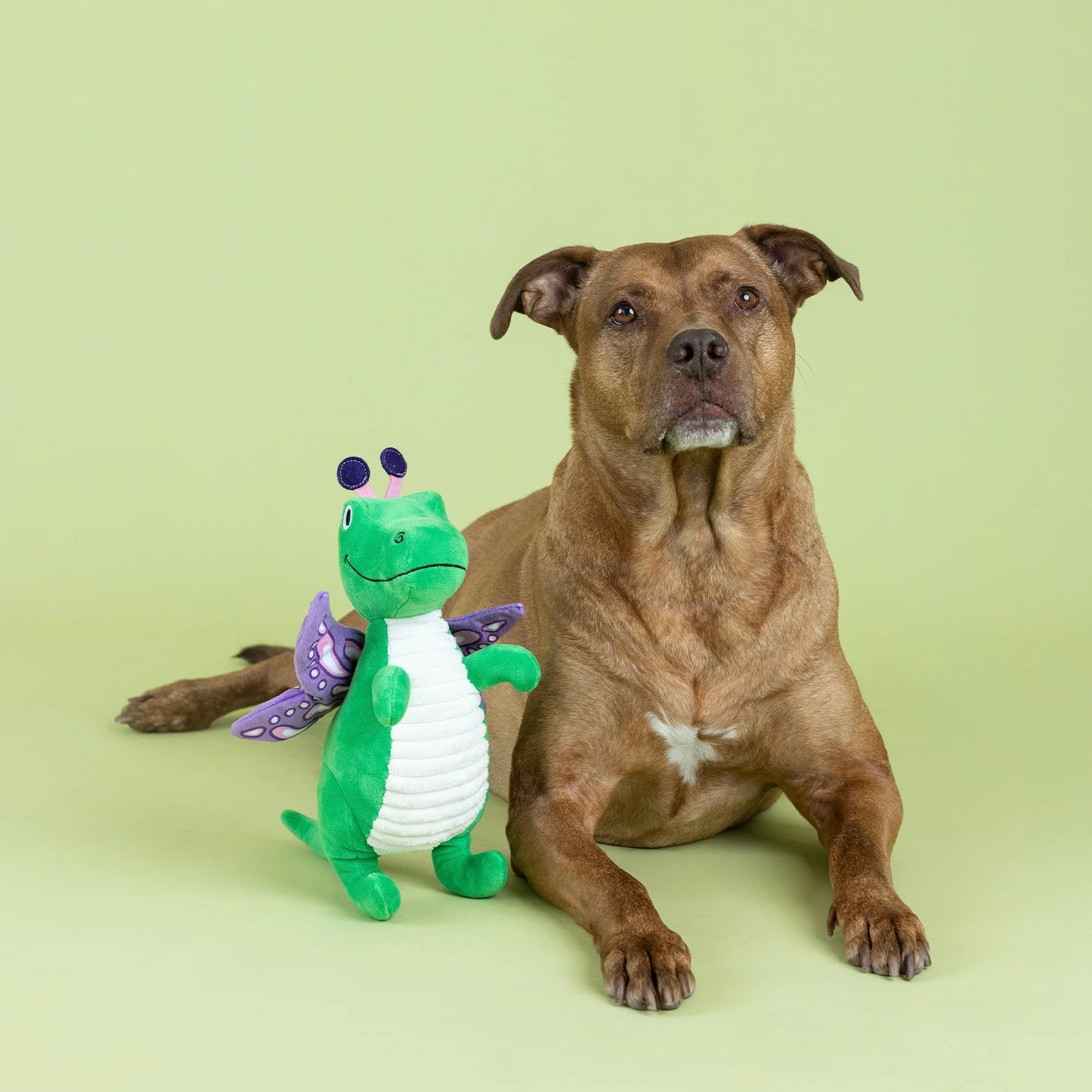 Flutter Rex Dog Toy – Peticular