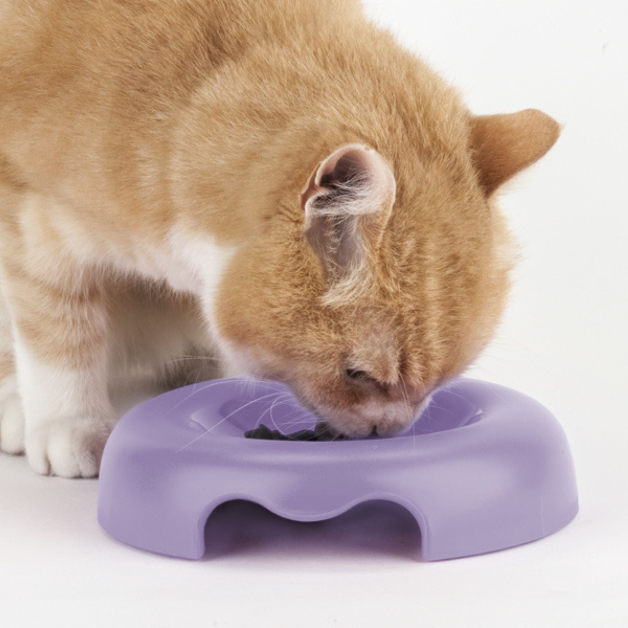 United Pets - Kitty Cat Bowl - Black | Peticular